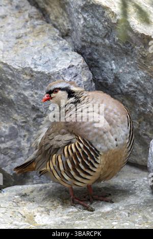 Rock Partridge ( Alectoris graeca ) on grass , Alps, Switzerland Stock ...