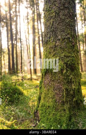 Tree with a thick trunk grown in the middle of a grass field Stock ...