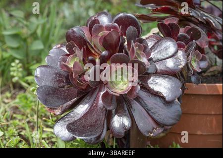 Rosette balsam (Aeonium arboreum), Bavaria, Germany, Europe Stock Photo ...