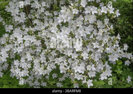 Azalea (Rhododendron obtusum), blooming in a Japanese garden Stock ...