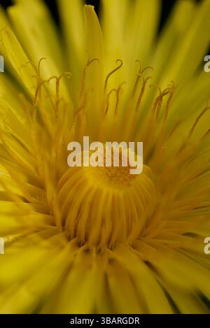 The perfect geometry of the dandelion flower Stock Photo - Alamy