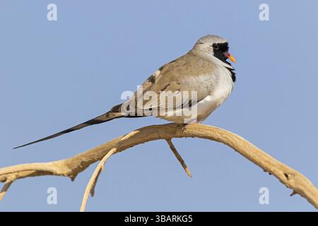 Cape pigeon, (Oena capensis), animals, birds pigeons, perch, Israel ...