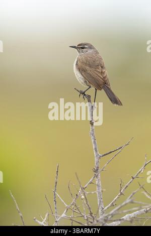 Karoo Scrub Robin (Cercotrichas coryphoeus) singing, Western Cape ...
