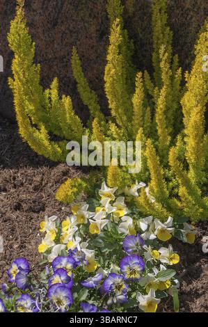 Viola Wittrockiana - or a garden pansies - blue and purple flowers ...