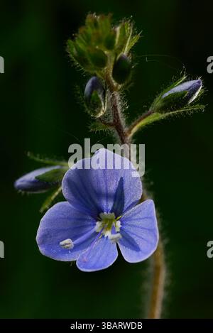 Veronica chamaedrys Germander speedwell – deep blue flowers with two ...