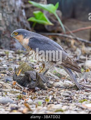 Sparrowhawk with a captured Juvenile Starling as prey Stock Photo - Alamy
