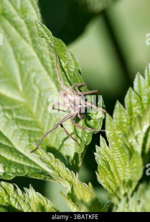 Spider, Listspinne, Pisaure admirable, Pisaura mirabilis, csodáspók ...