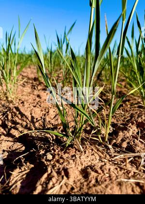 Below average rainfall creating problems for arable farmers in England ...