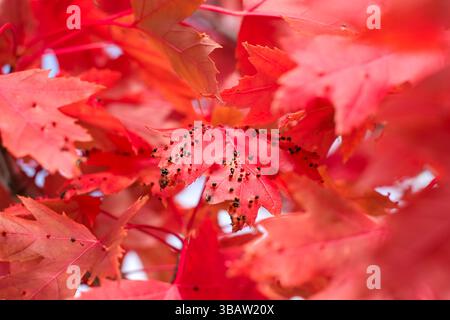 Red maple leaves with gall mites parasites Stock Photo - Alamy