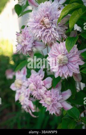 A 'Josephine' clematis with vibrant pink flowers Stock Photo - Alamy