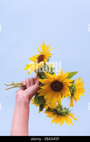 Woman's hand holding bouquet of blooming yellow narcissus flowers or ...