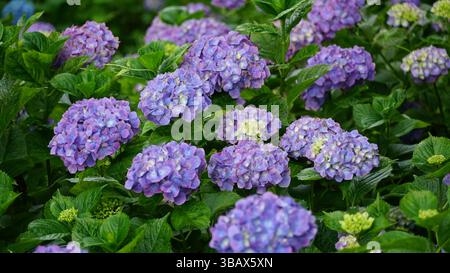 Exploring the Elegance of Ajisai: Japanese Hydrangea Blossoms Stock ...