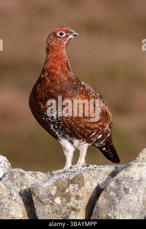 Red Grouse, Lagopus lagopus scoticus, Portrait of single adult male ...