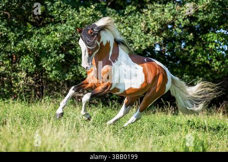 Pure Spanish Horse, Andalusian. Pinto stallion showing-off in a meadow ...