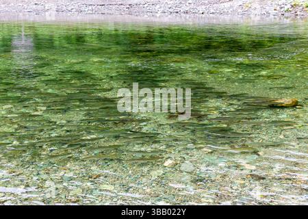 A small spawning river. Salmon go to spawn. South Sakhalin, Russia ...
