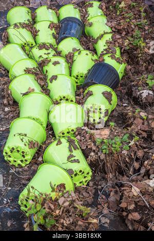 Withered plants in discarded tipped over lime green plastic containers ...