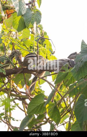 A brown squirrel behind branches Stock Photo - Alamy