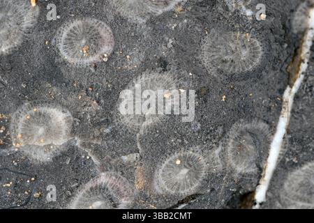 Fossil corals clustered together in the Limestone bedrock at Rames Head ...
