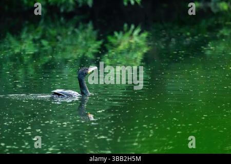 A Double-crested Cormorant swims along a river during summer in New ...
