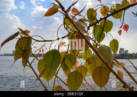 Plants and the Nile River from the terrace of Manasterly Palace on Roda ...