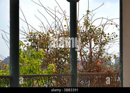 Plants and the Nile River from the terrace of Manasterly Palace on Roda ...