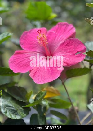 Hibiscus flower, Honolulu, Hawaii Stock Photo - Alamy