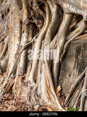 Sprawling dramatically above ground, across ancient walls and base of ...