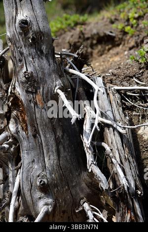 Weathered Wood and Traces of Time – A Rustic Presence Stock Photo - Alamy