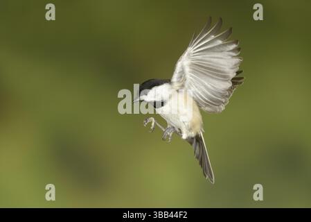 Carolina chickadee (Poecile carolinensis) flying (Georgia USA Stock ...