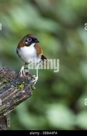 Grey-sided Laughingthrush (Garrulax caerulatus kaurensis), Yunnan ...