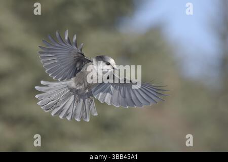 Grey Jay (Perisoreus canadensis) flying, Alaska, USA, North America ...