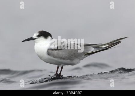 Common Tern-longipennis (Sterna hirundo longipennis), Victoria ...