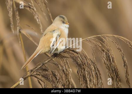 Female Bearded Reedling, Panurus biarmicus, feeding on reed seed-heads ...