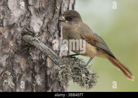 Siberian Jay (Perisoreus infaustus), Dalarna, Sweden, Europe Stock ...