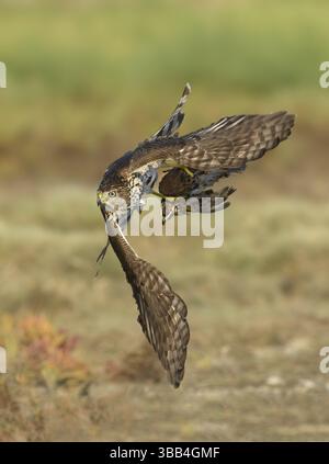 Male northern bobwhite (Colinus virginianus Stock Photo - Alamy