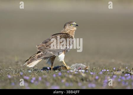 Swamp Harrier (Circus approximans) male with prey, Victoria, Australia ...