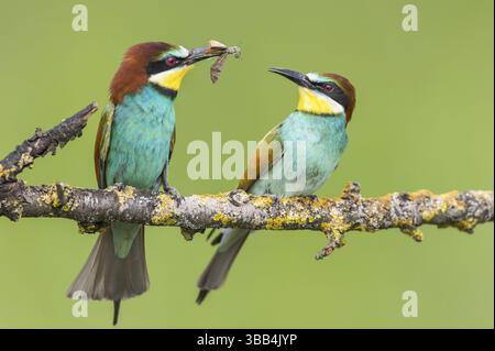 Pair of displaying Bee-eaters; Merops apiaster Stock Photo - Alamy