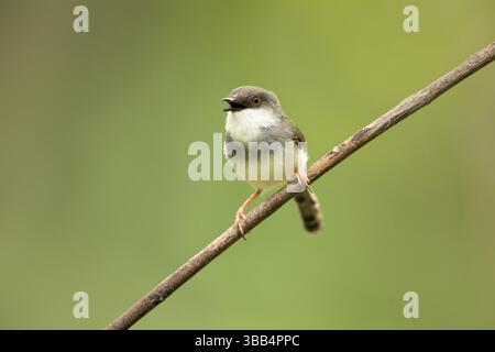 Grey-breasted Prinia (Prinia hodgsonii pectoralis) male singing, Udawalawe National Park, Sri ...