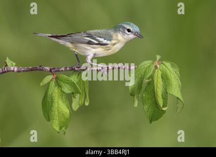 Cerulean Warbler perched on a branch of leaves and silhouetted against ...