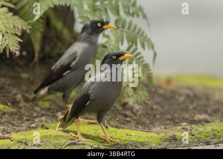 Javan Myna (Acridotheres javanicus), Singapore, Asia Stock Photo - Alamy