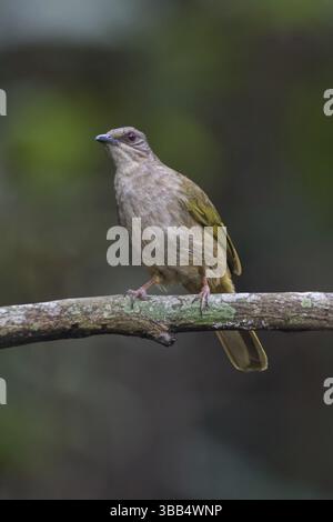 Olive-winged Bulbul (Pycnonotus plumosus), Borneo, Malaysia Stock Photo ...
