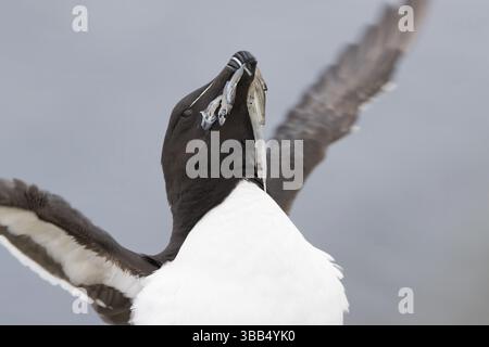 Razorbill (Alca torda islandica), Iceland, Europe Stock Photo - Alamy
