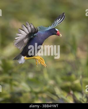 Purple gallinule (Porphyrio martinica) flying over swamp, Brazos Bend ...