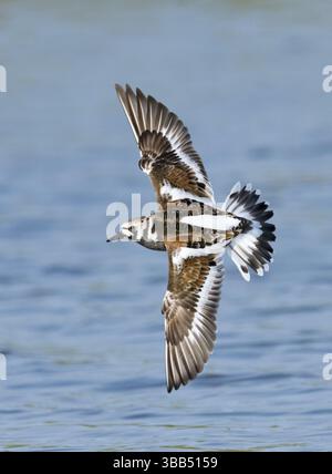flying Ruddy Turnstone Stock Photo - Alamy