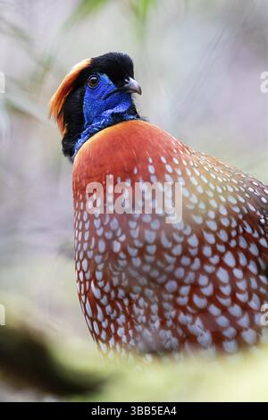 Temminck's Tragopan (Tragopan temminckii) male, Yunnan, China, Asia ...