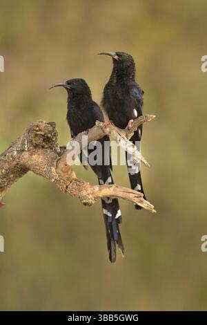 Black-billed Wood Hoopoe (Phoeniculus somaliensis), Lake Langano ...