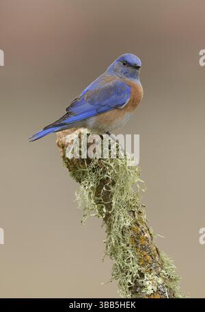 The Western sialia (Sialia mexicana) bird perched atop a slender tree ...