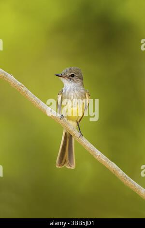 Flammulated Flycatcher Deltarhynchus flammulatus Tehualmixtle, Jalisco ...