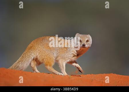 Mongoose in red sand, Kgalagadi, Botswana, Africa. Yellow Mongoose ...
