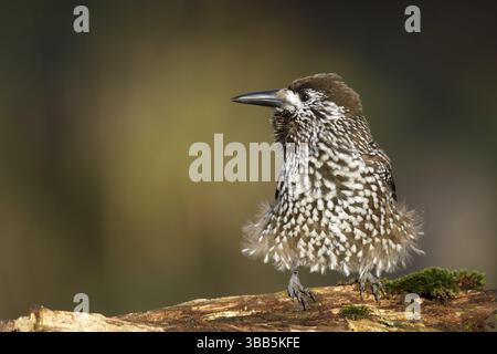 Very tame Spotted Nutcracker wintering in an urban area in Wageningen in the Netherlands Stock ...